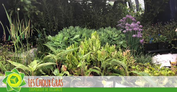 Vente de pépinière éphémère ! – Coop Les Choux Gras
