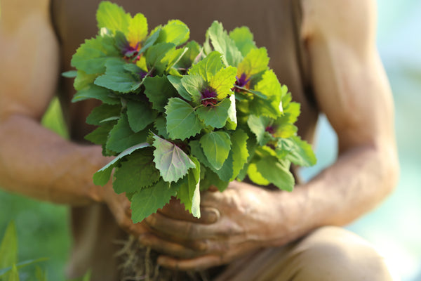 Pourquoi les Choux Gras ? – Coop Les Choux Gras